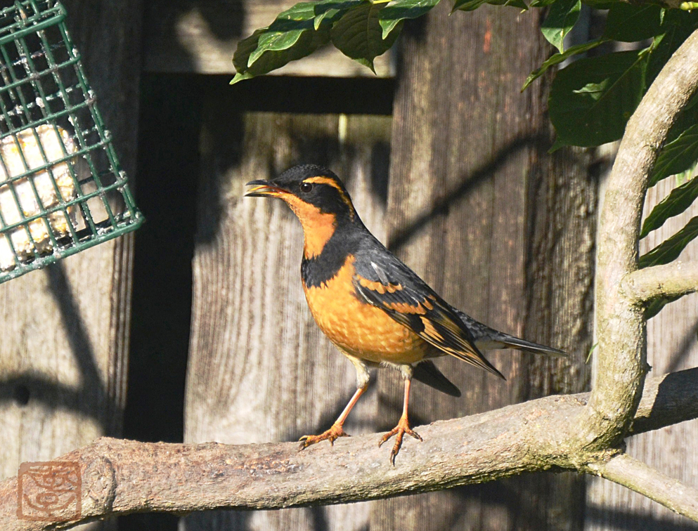Oregon Backyard Birds, etc.: Northern Flicker and Varied Thrush