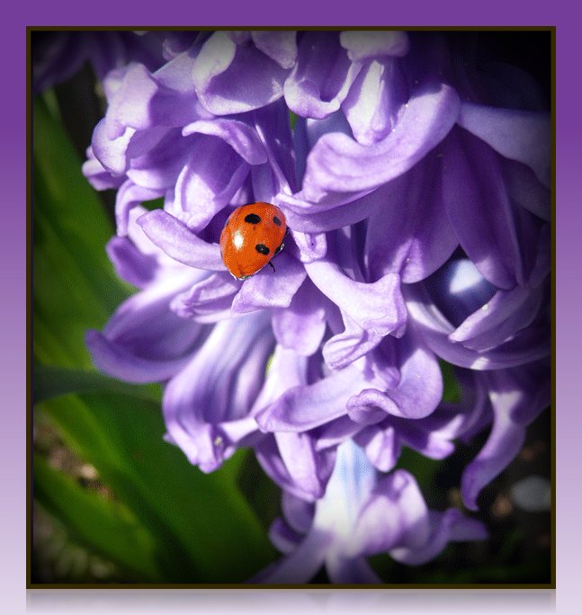 ...COQUELICOTS, COQUILLAGES...et BELLES PAGES !: Coccinelles : des ...