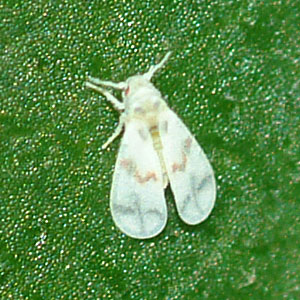 INSECTOS DE P.R. In Memoriam Dr Luis F Martorell y Dr Alain Liogier ,DR ...