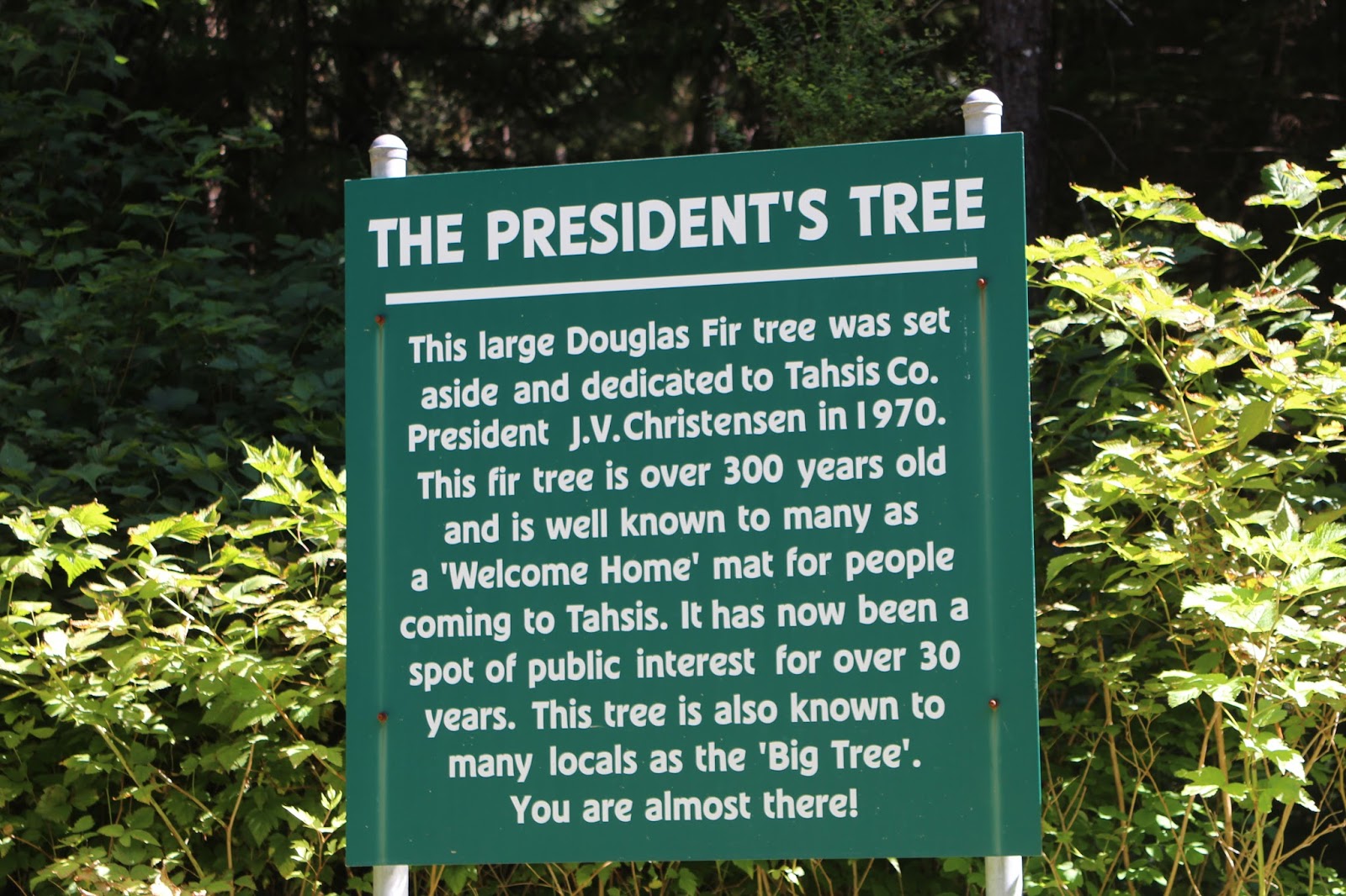 Tahsis Living: The President's Tree