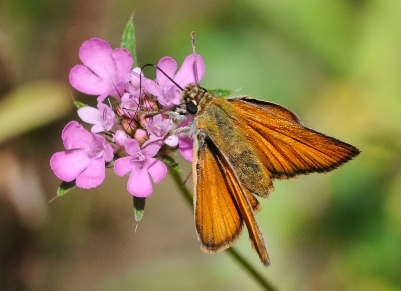 Butterflies of Turkey: Thymelicus sylvestris / Small Skipper ...
