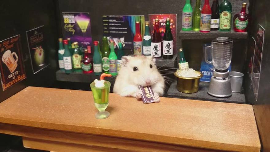 Hamsters se convierten en bartenders gracias al ingenio de su dueño ...