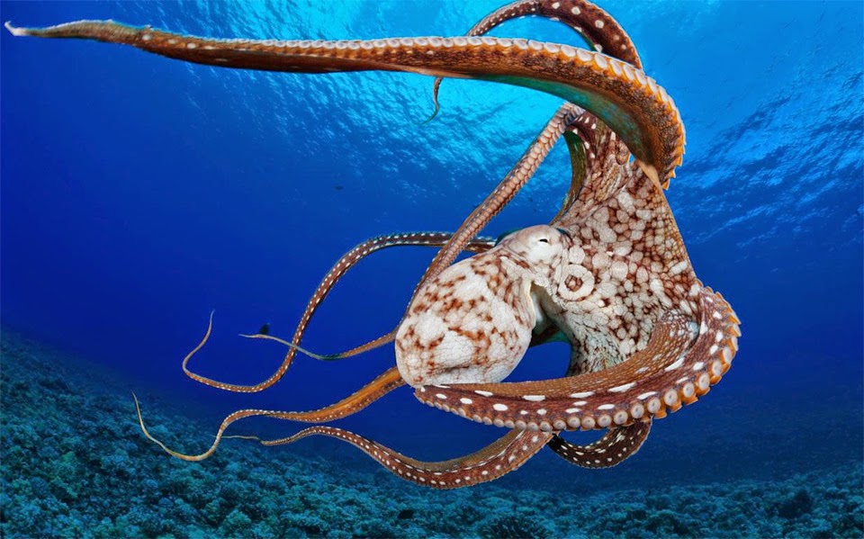 Saltwater Aquarium Octopus