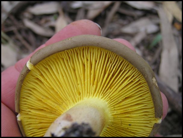 Australian Fungi - A Blog: #51 Phylloporus rhodoxanthus