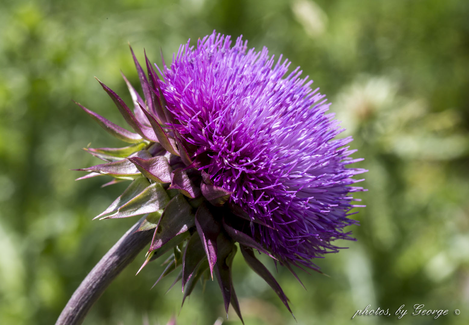 "What's Blooming Now" : Nodding Thistle (Carduus nutans)