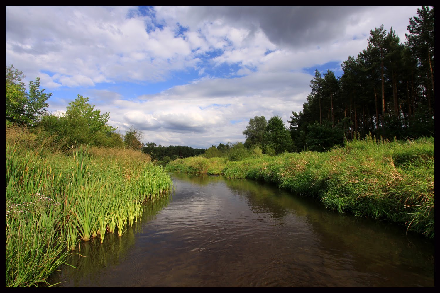 arnika: Na brzegu rzeki... rzeka Warta, Załącze Wielkie | On the bank ...