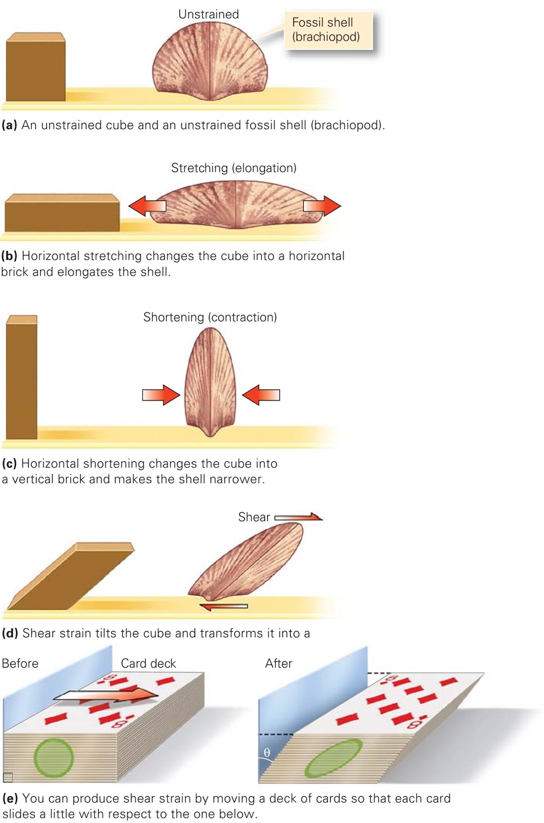 Rock Deformation | VULMS Help: Virtual University of Pakistan