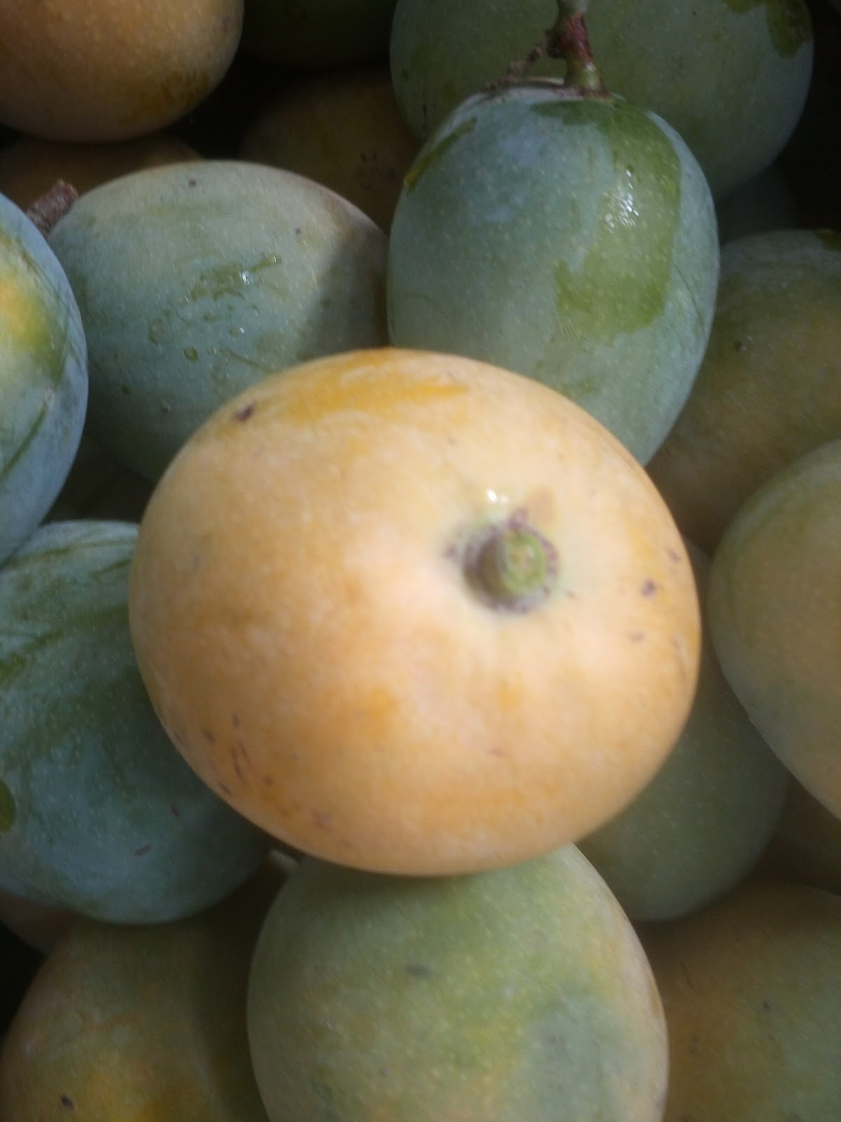 THARU DR AJAY KUMAR OJHA: Jarda Mango : Unique Mango with Amazing Aroma ...