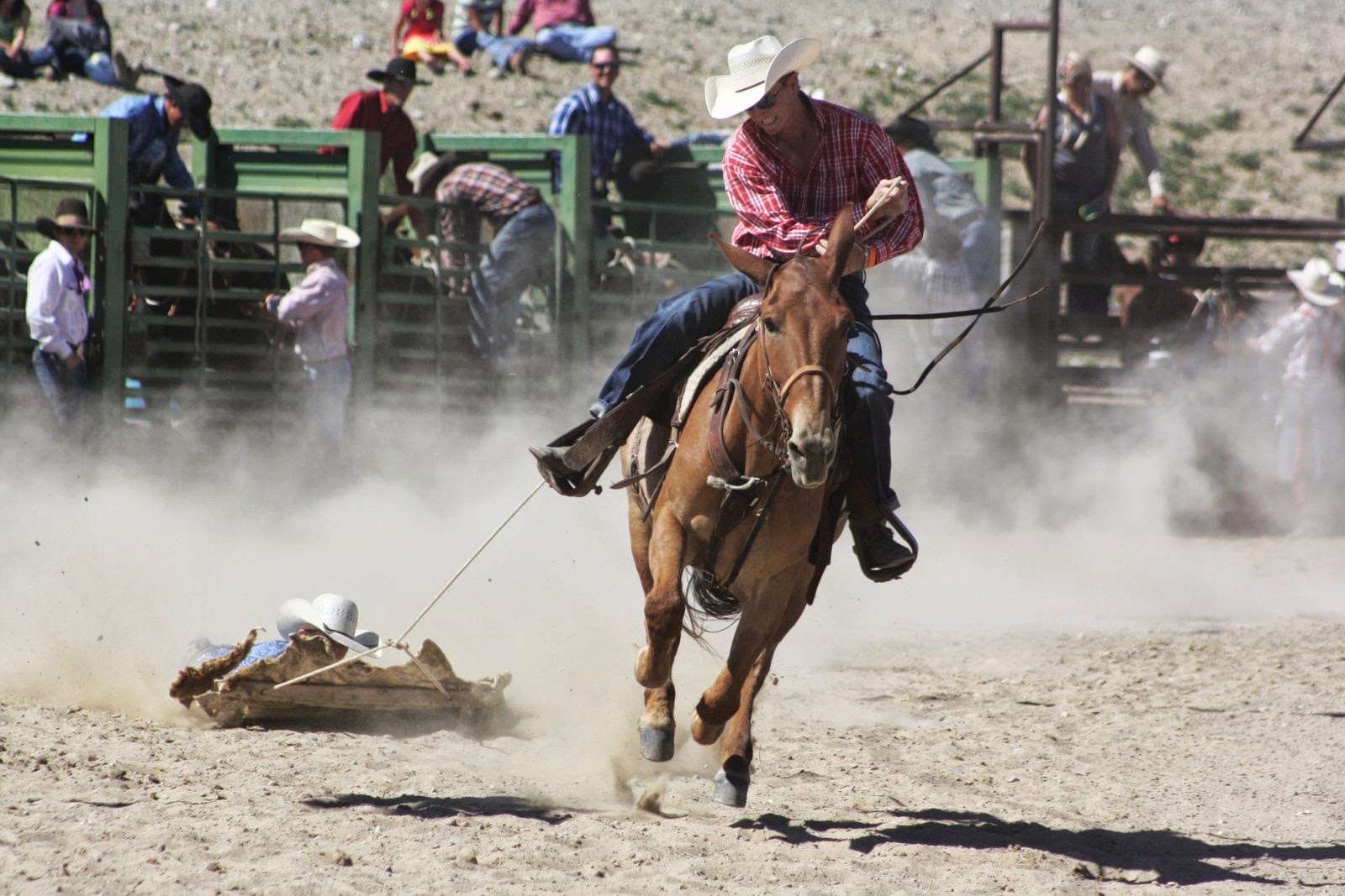 PairADice Mules: Rodeo Pictures