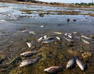 The Big Wobble : Tens of thousands of fish endure a terrible stressful ...