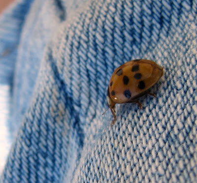 The Bodhi Chicklet: October 2011