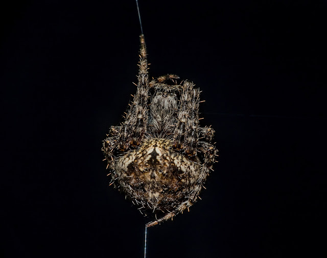 tower record: 特寫的茶色姬鬼蛛 Neoscona punctigera Doleschall, 1857 (Spider)