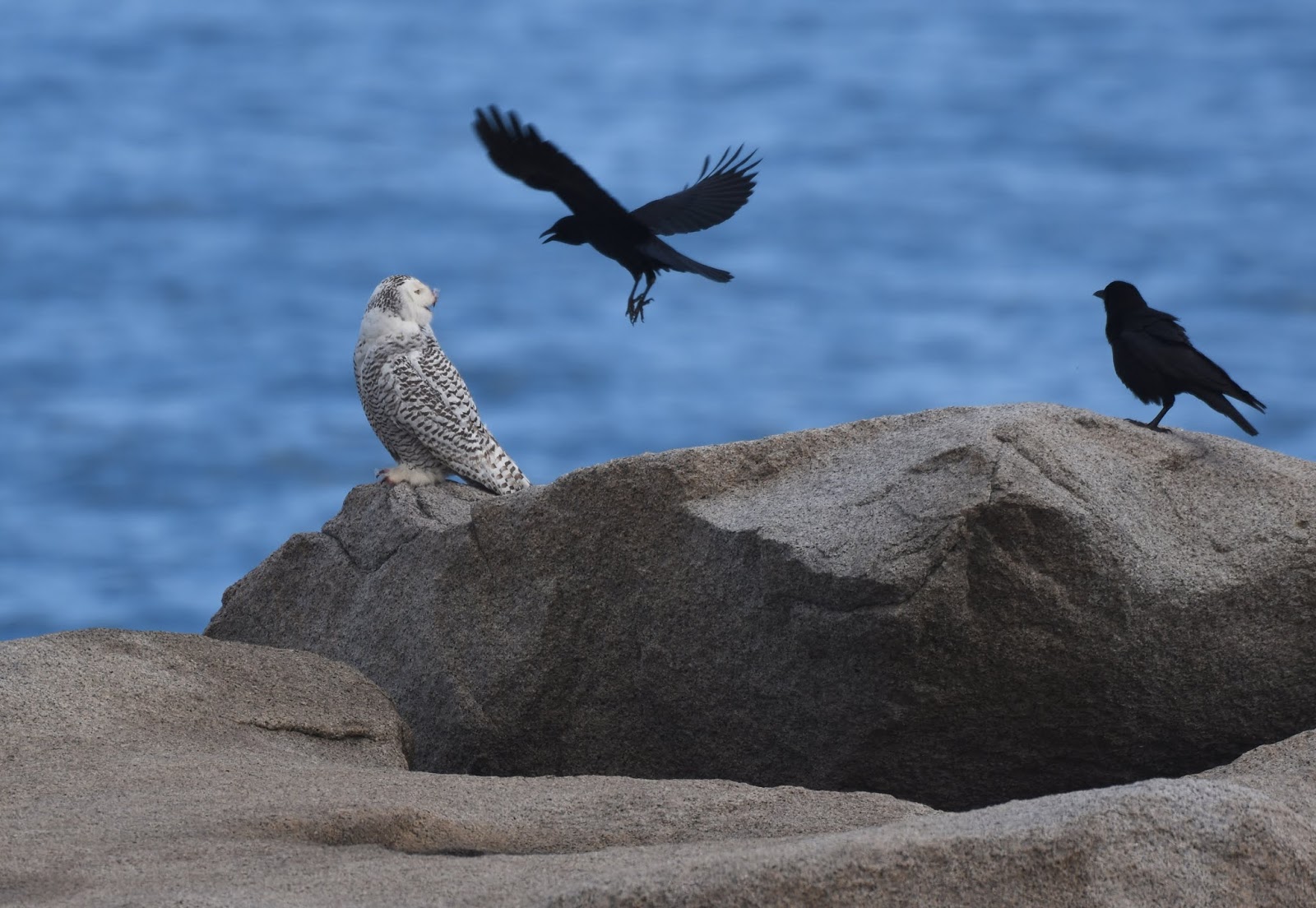 Notes from Halibut Point: Crow Combat
