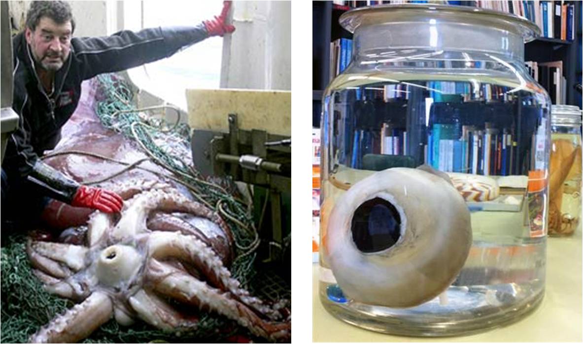 EE Fernando Milano: Lula Gigante