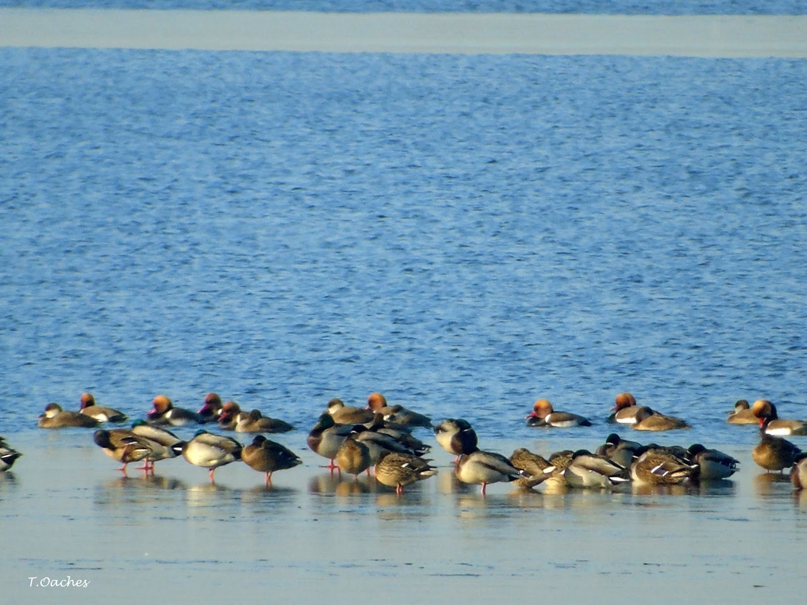 PASARI DIN ROMANIA: RATA CU CIUF, Netta rufina
