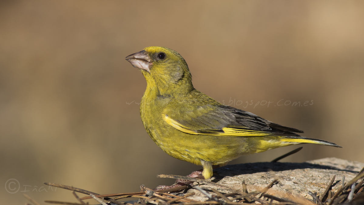 Nosoloaves - Aves del mundo (Birds of the world): Padres e hijos ...