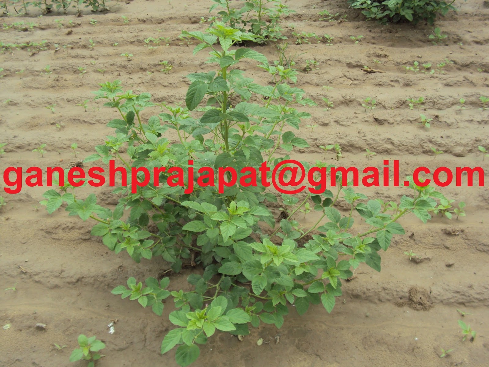 GUAR GUM INFORMATION AND GUAR GUM CULTIVATION IN INDIA: Guar seed ...