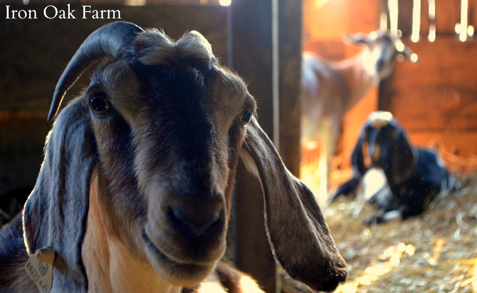Iron Oak Farm: Goats
