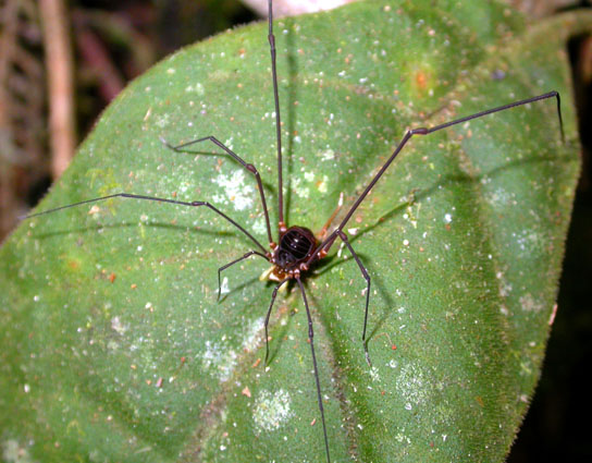 O Cays Doze: Diversidade de Cheliceriformes