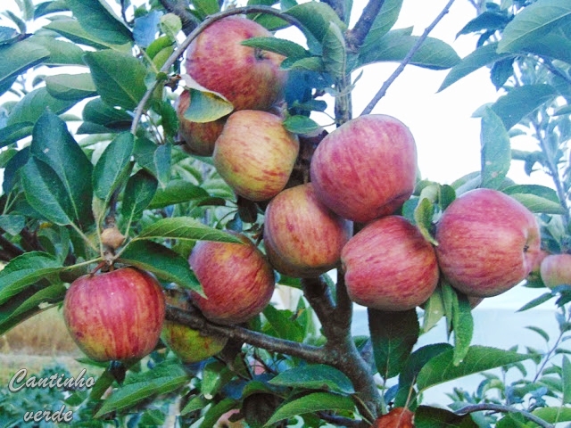 Cultivo da macieira - Cantinho verde - horta e jardim
