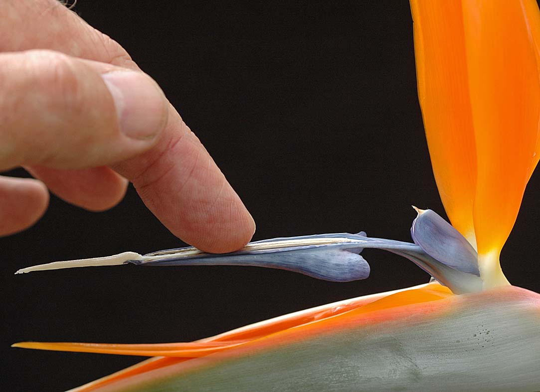 A Digital Botanic Garden: Bird of Paradise flower, Strelitzia reginae ...