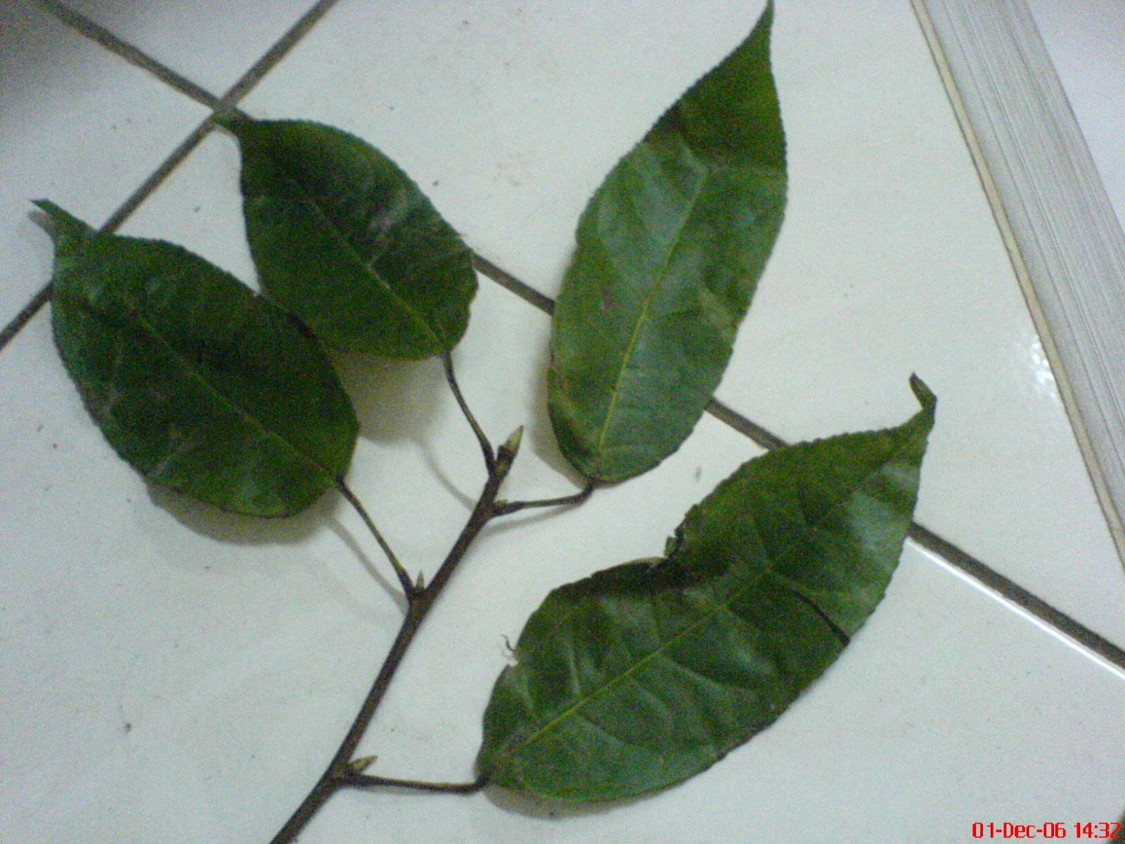 All New Blog ~: ~Dendrologi : Famili Hamamelidaceae~