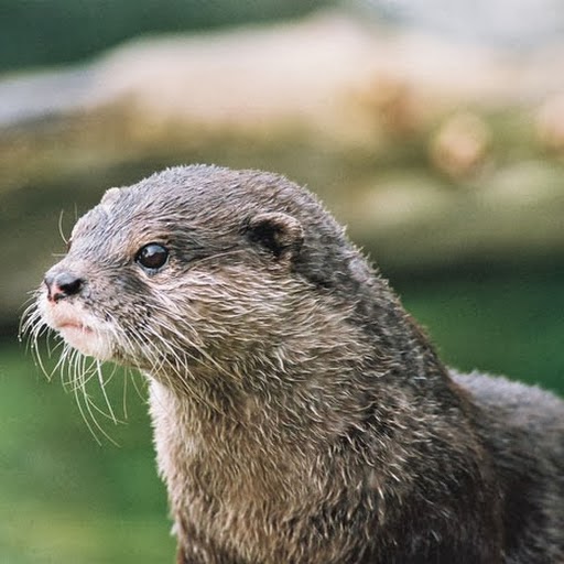 Mengenal Jenis Musang Endemik Indonesia