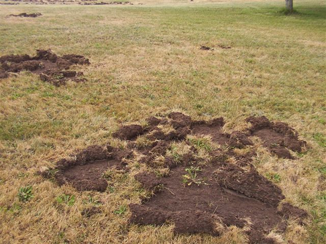 Michigan State University: Selection and Timing of Grub Control ...