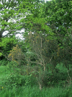 London underfoot: London Countryway via Epping: restoring the original ...
