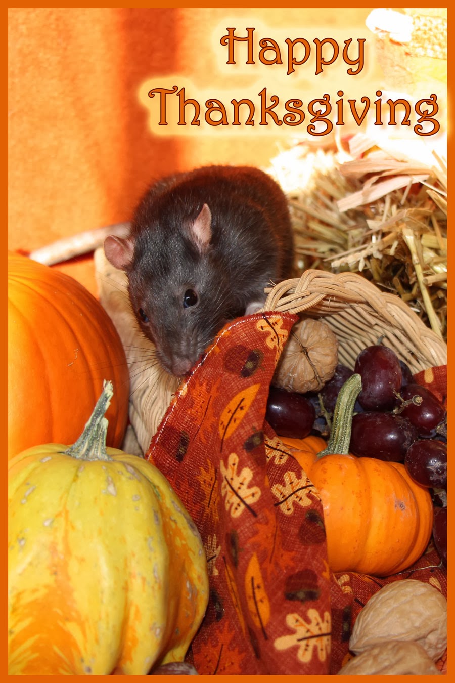 Ratropolis: Happy Thanksgiving!