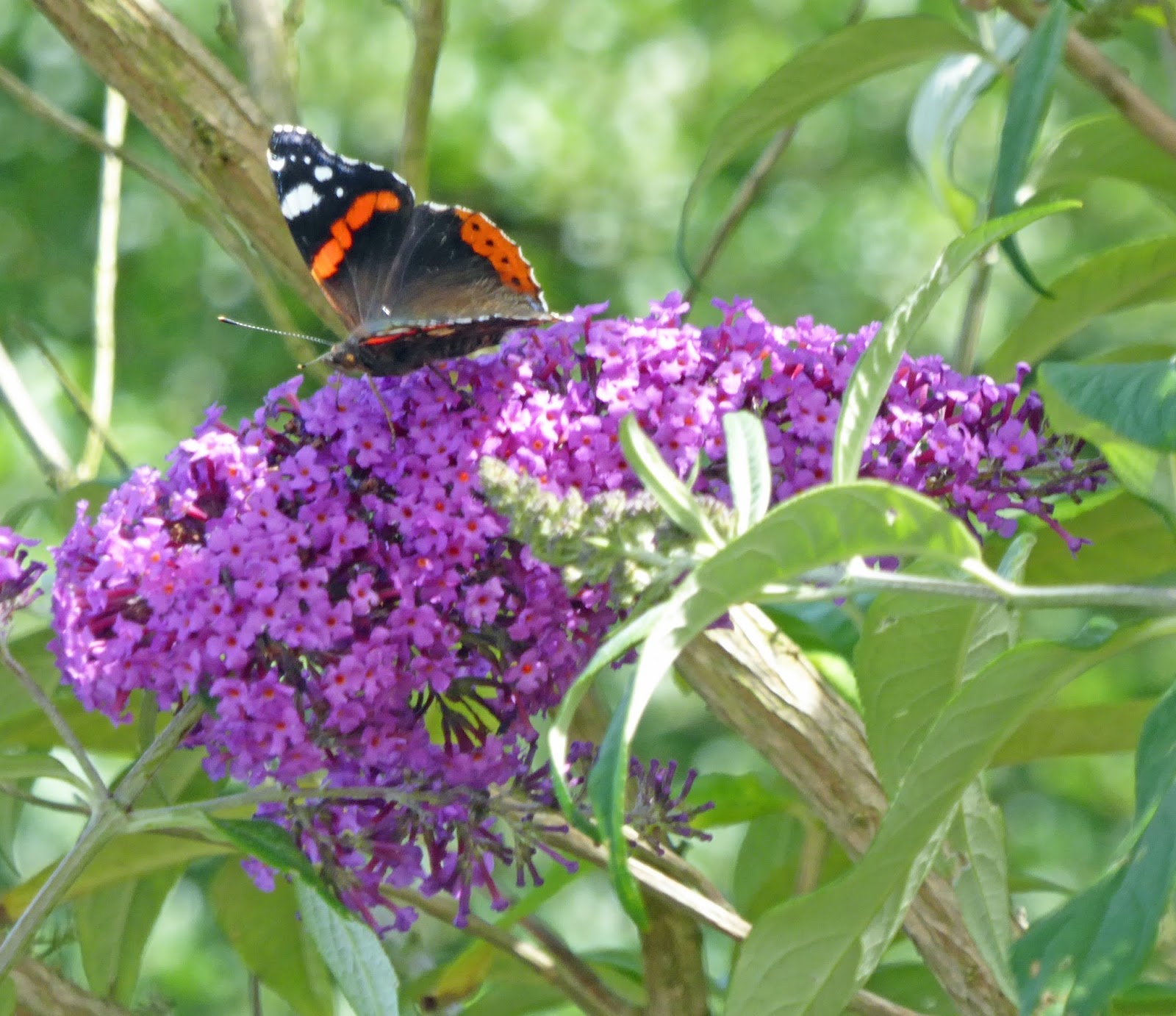 Wild and Wonderful: Why so few butterflies on a White Buddleia?