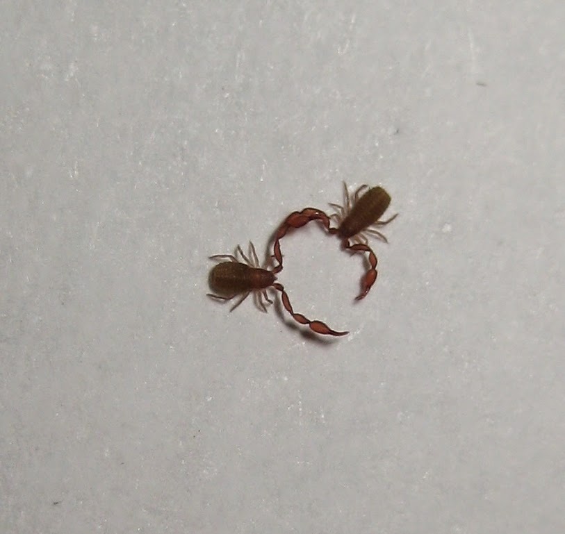 Insects of Britain: Pseudoscorpions