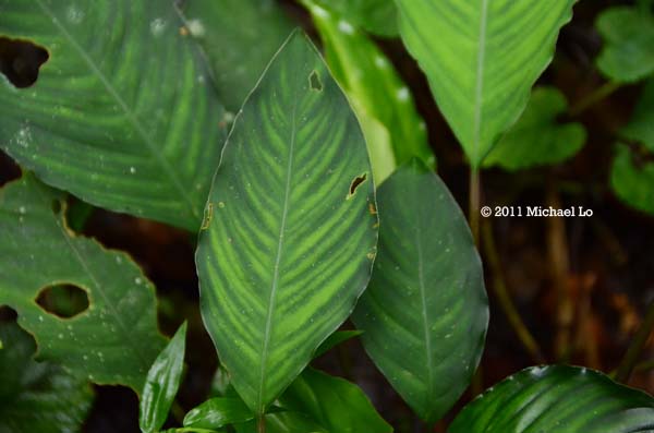 The rainforests of Borneo & Southeast Asia: Aroids from Sabah (Sept 2011)