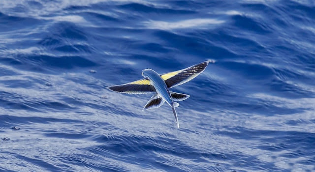 ΧΕΛΙΔΟΝΟΨΑΡΟ (FLYING FISH) photos - wallpapers | the fun bank