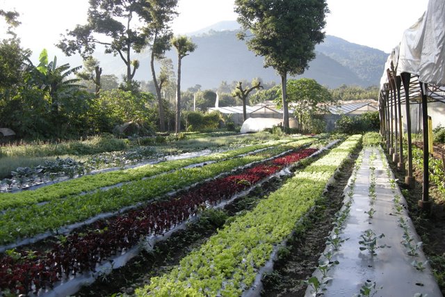Caoba Farms - Organic Farming in Antigua Guatemala: Images