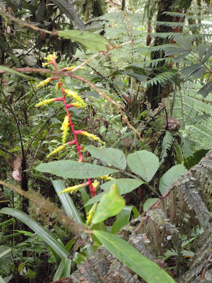 Straddling the Equator