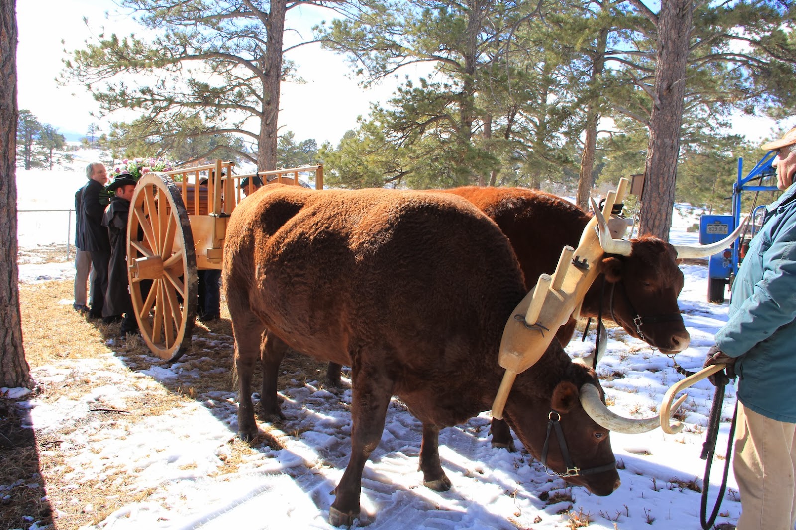 Restless native: Oxen team carries woman of history to final rest