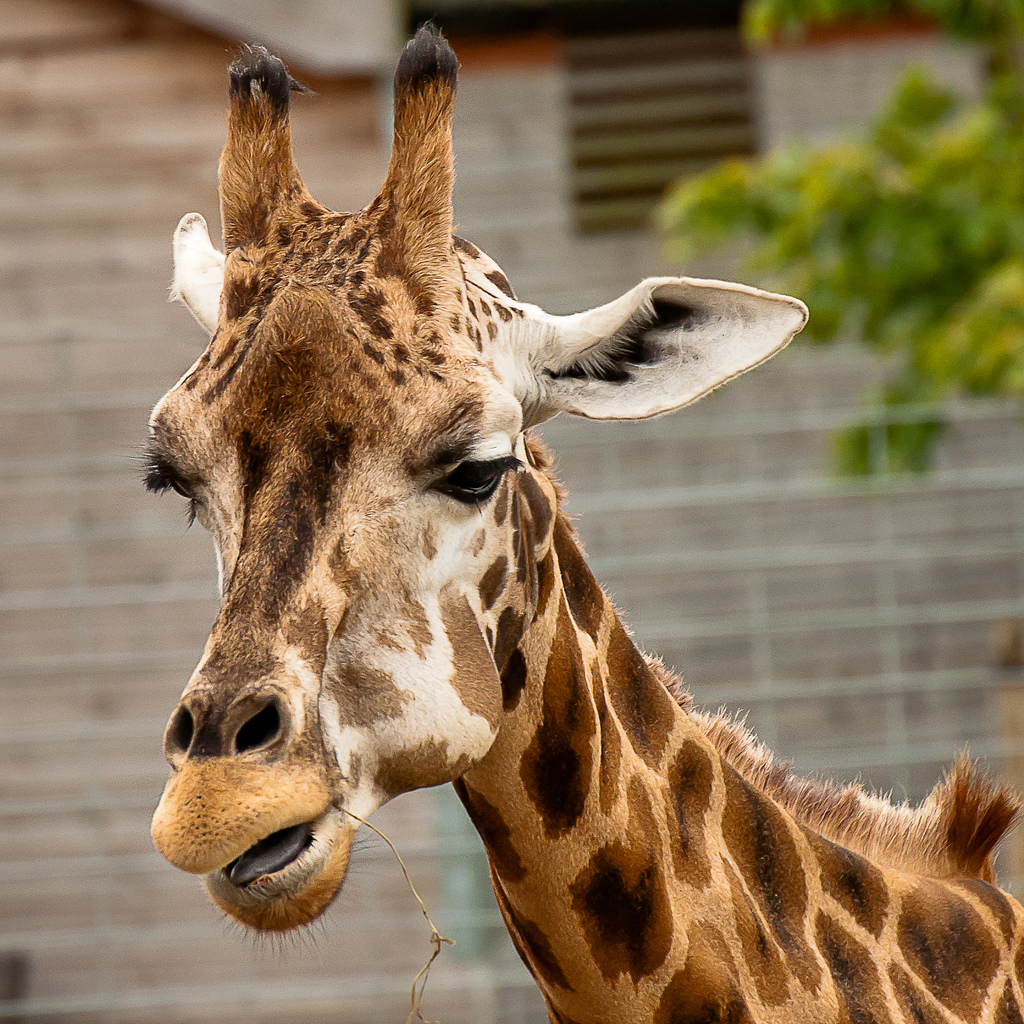 Gambar Jerapah: Kumpulan Gambar Jerapah Update