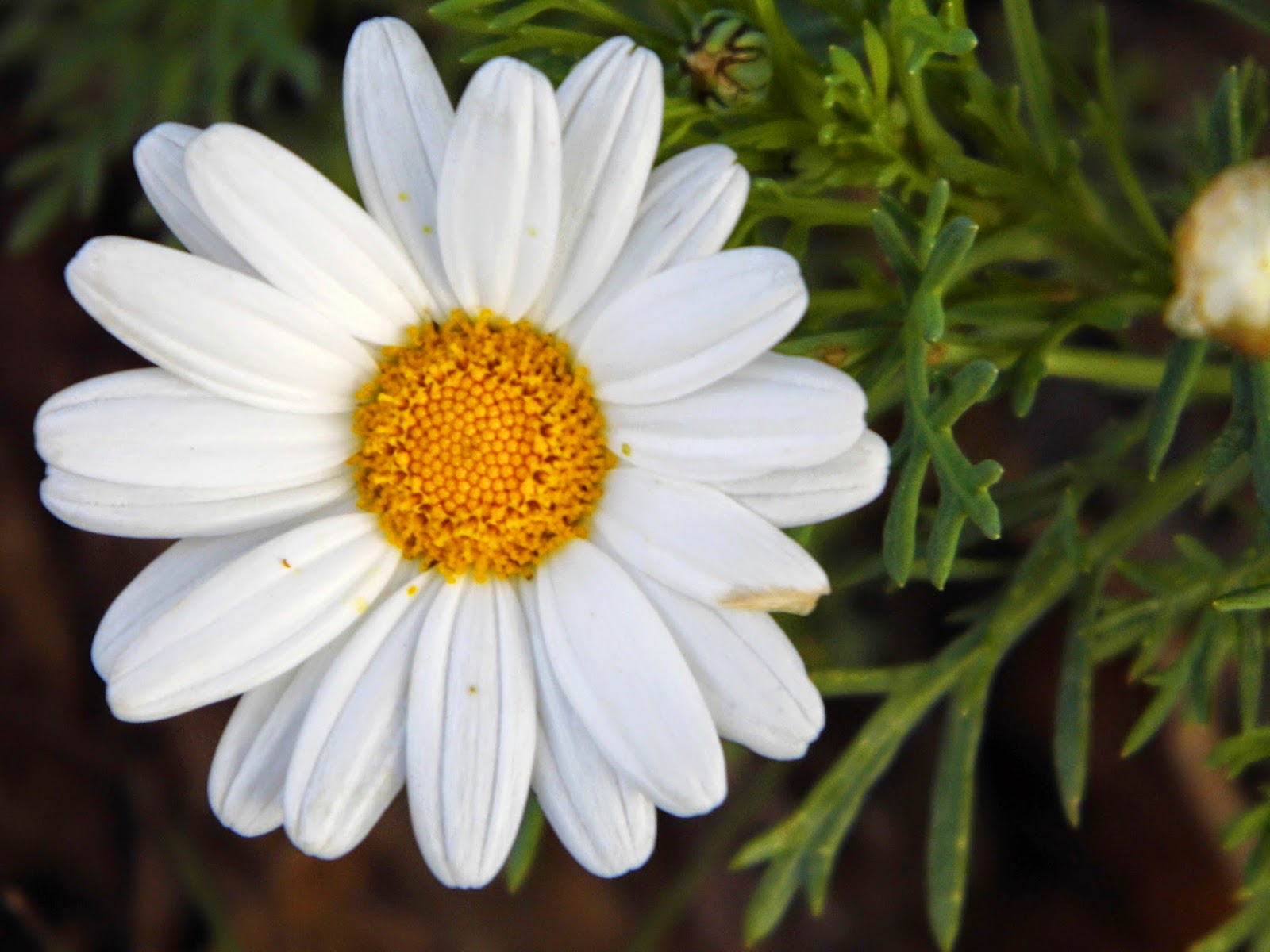 One Mother Hen: Hello Spring! September garden