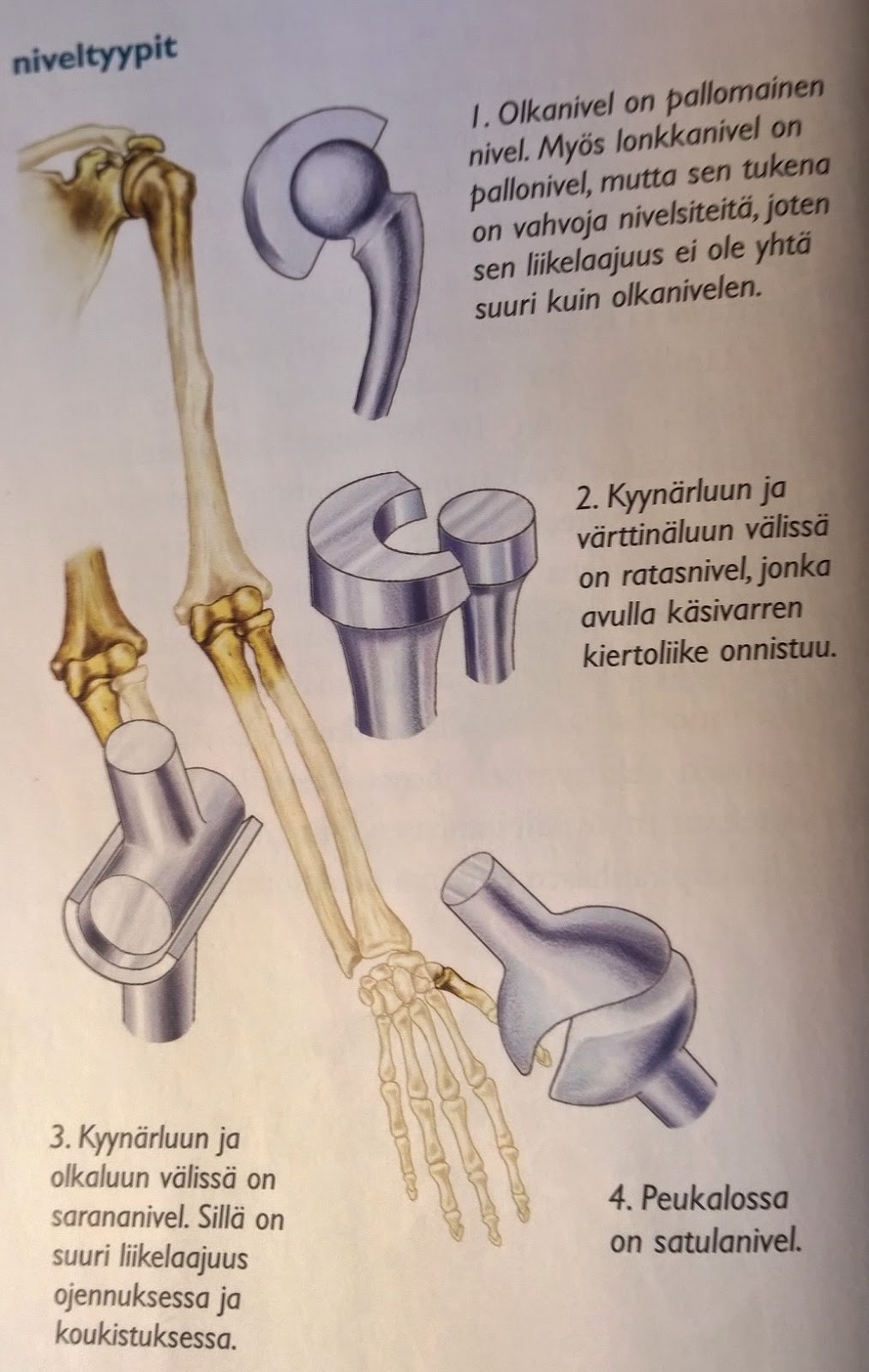 Kurssi 4, ihmisen biologia: Kappale 9, Liikkumiseen tarvitaan luita ...