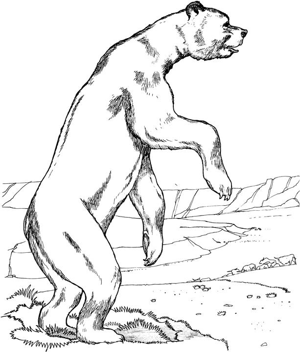 Nature: Observations and Meanings: SHORT-FACED BEAR SUB-FAMILY ...