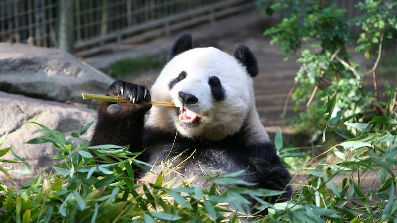 10 Fakta Menarik Tentang Bambu yang Tidak Banyak Orang Tahu - raSains.com