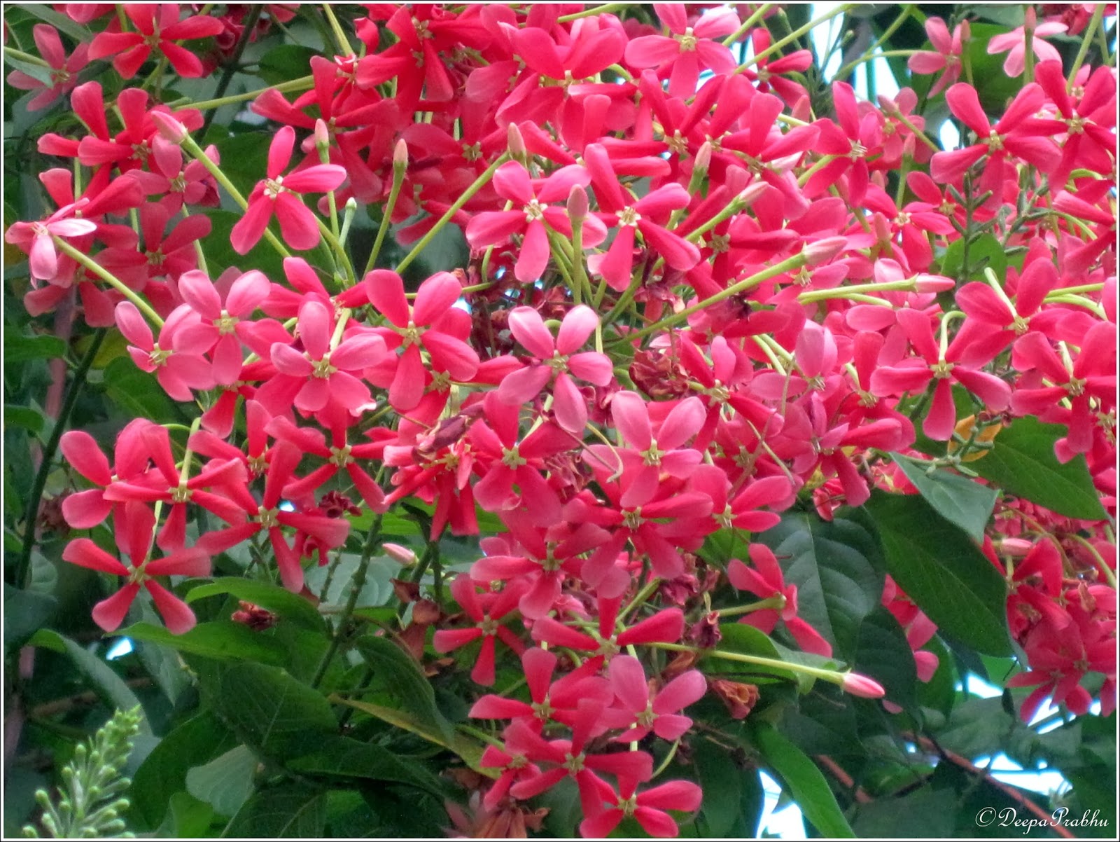 Pink cassia flower/ Madhu Malti flower - Random Photography