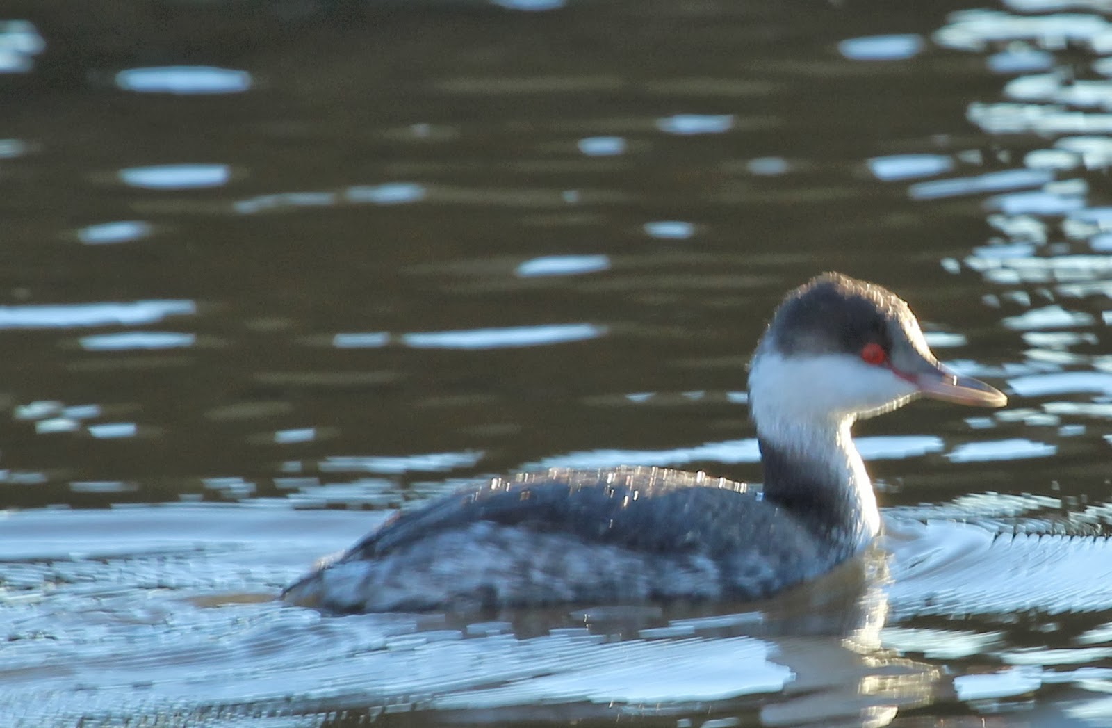 Beth's Blog: It's So Cold Down Here, We Were Even Graced with a Visit ...