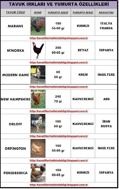Tavuklar ve Kanatlılar Hakkında Bilgi Alma: Tavuk Irkları ve Yumurta ...