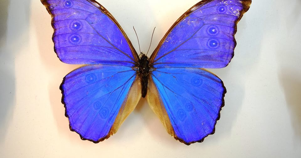 Ştiinţă pentru toţi: Fluturele Morpho albastru gigant Morpho didius ...