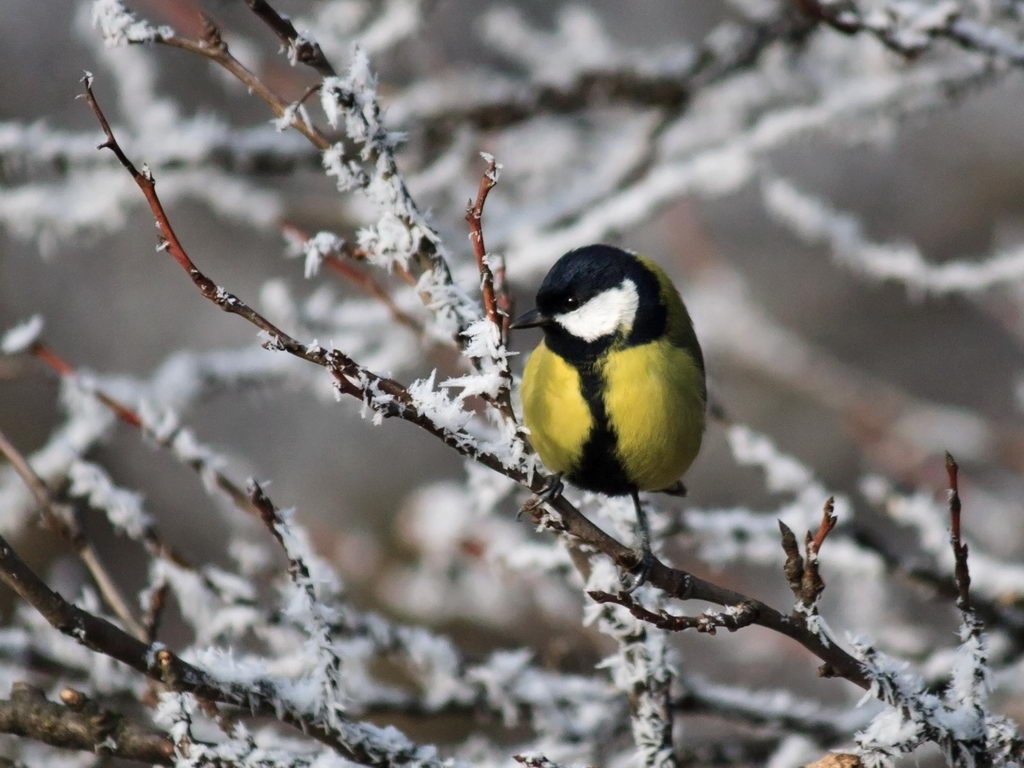 PicturesPool: Beautiful Birds in Winter Wallpapers
