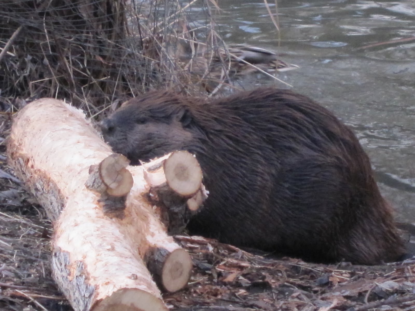 ColourSparks: Beavers: the National animal of Canada