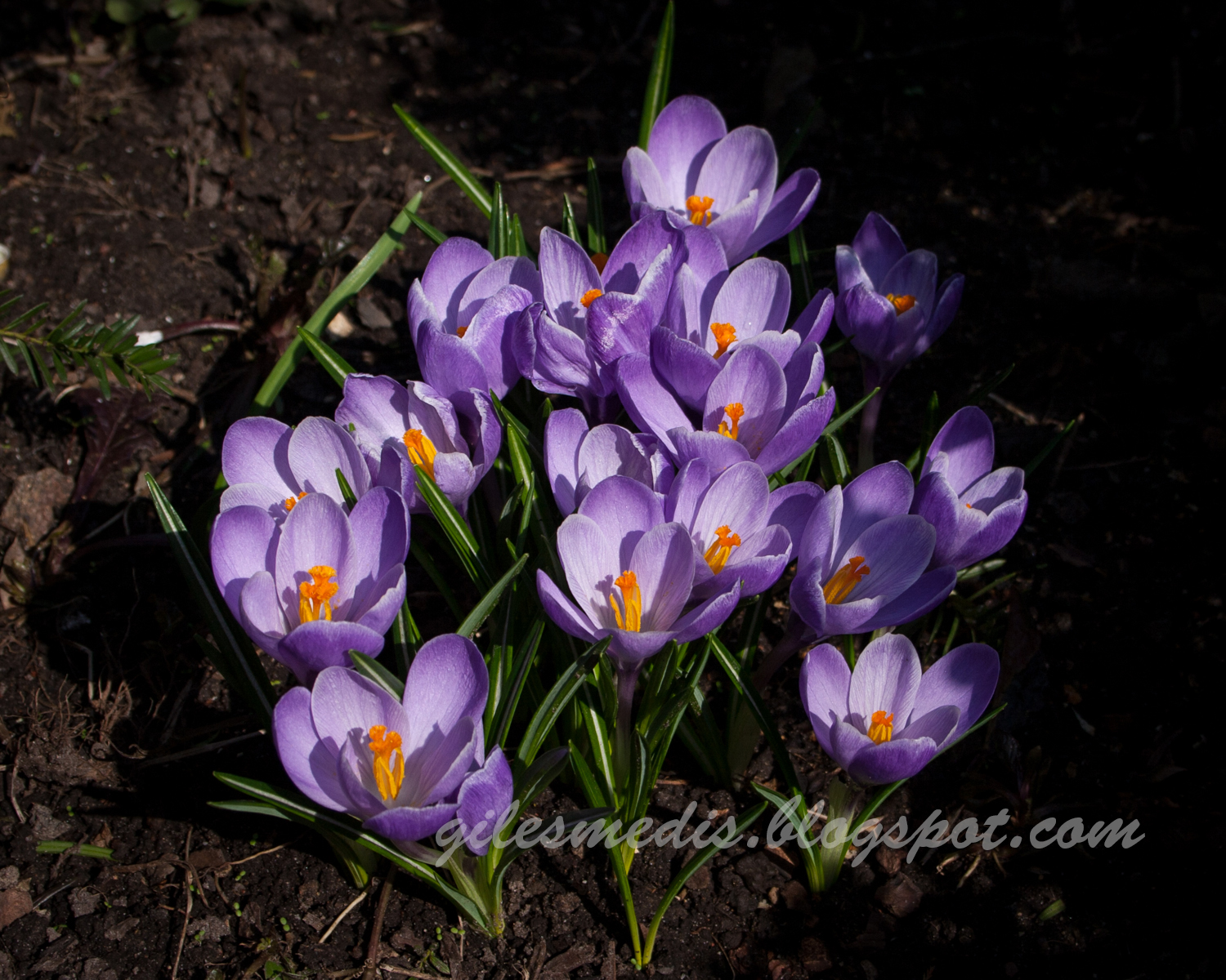 Gilės medis: Pavasariniai krokai (Crocus vernus)
