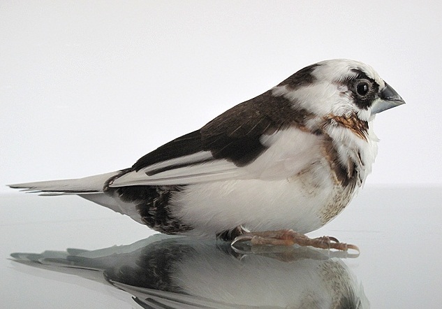 Bird Pictures and Information